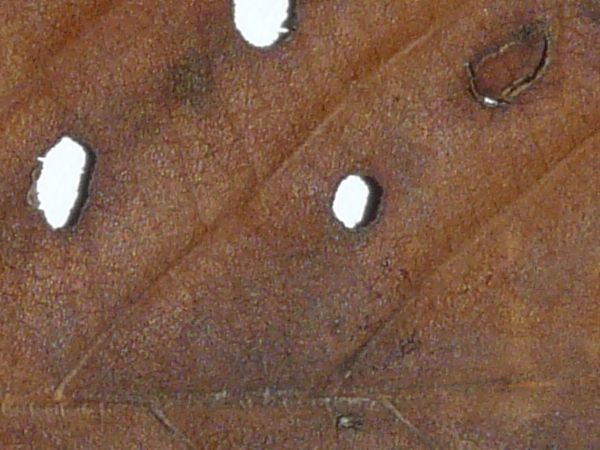 texture 0098 - Texturelib